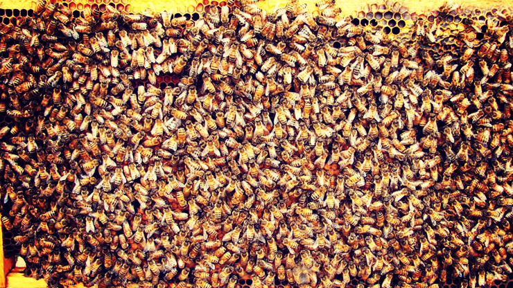 Evaluating Honey Bee Colonies for Pollination | Library | Farm Answers