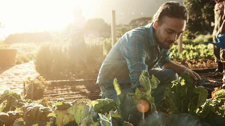 Transitioning to Organic Crop Production | Library | Farm Answers