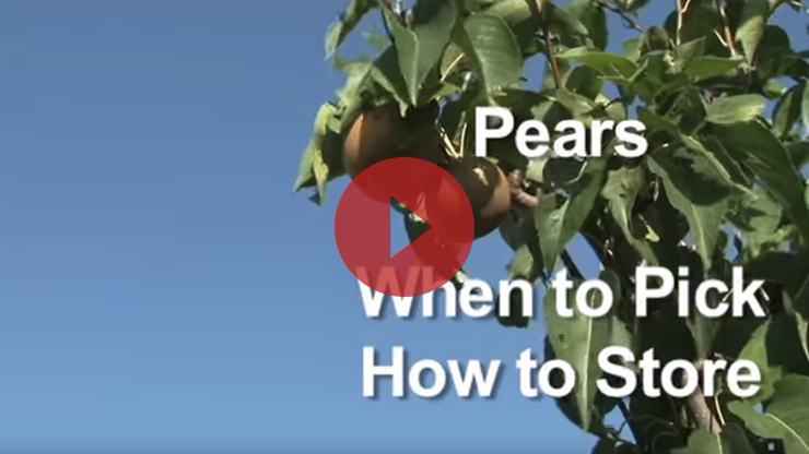 How to Pick and Store Pears | Library | Farm Answers