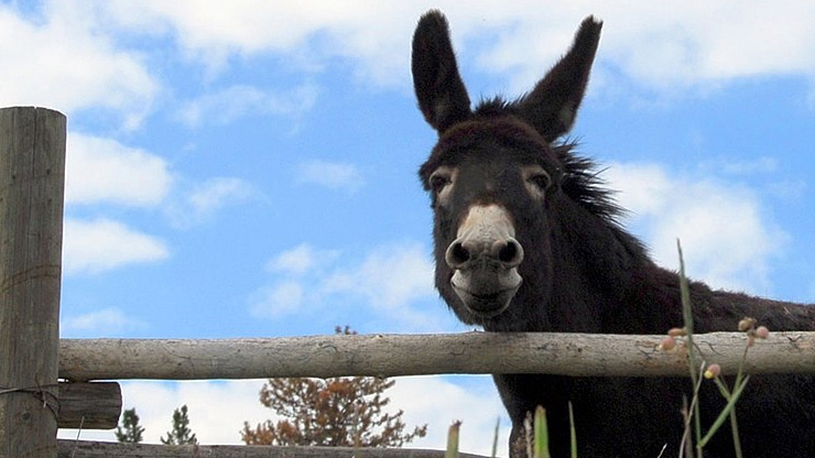 Anesthesia of Donkeys and Mules: How They Differ from Horses | Library ...
