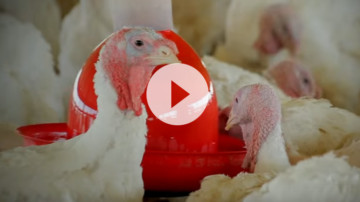 Turkey Farm & Processing Plant Tour: Temple Grandin | Library | Farm ...