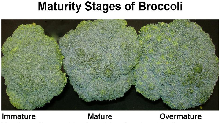 Broccoli | Library | Farm Answers